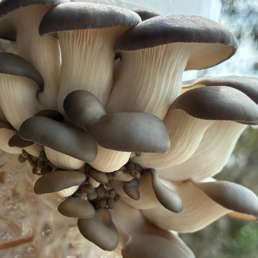 GROWTUB - Rare Nebro Oyster Mushroom (Pleurotus nebrodensis) – Fungilorious